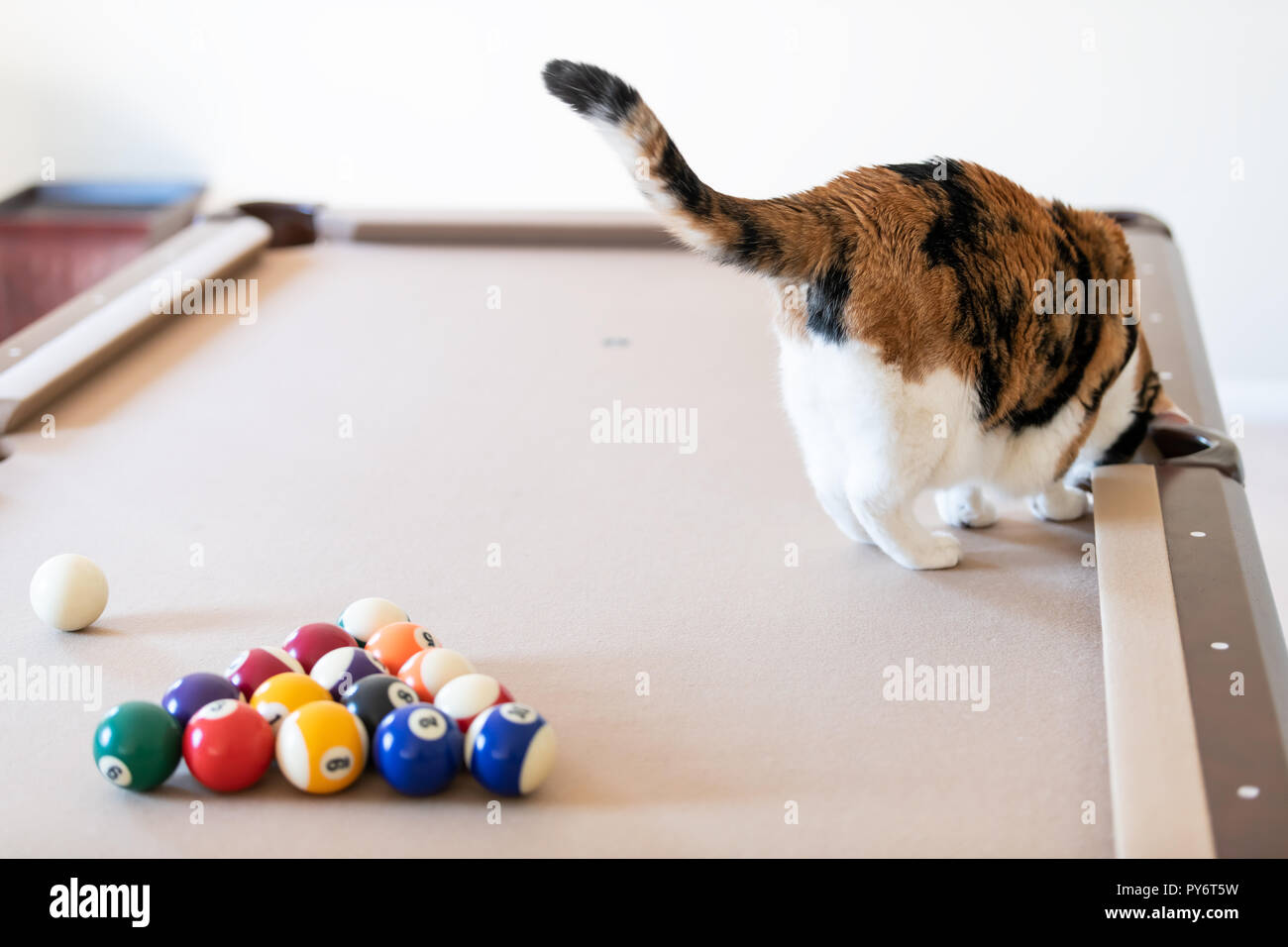 Closeup of curious calico cat standing on top of billiard, pool table ...