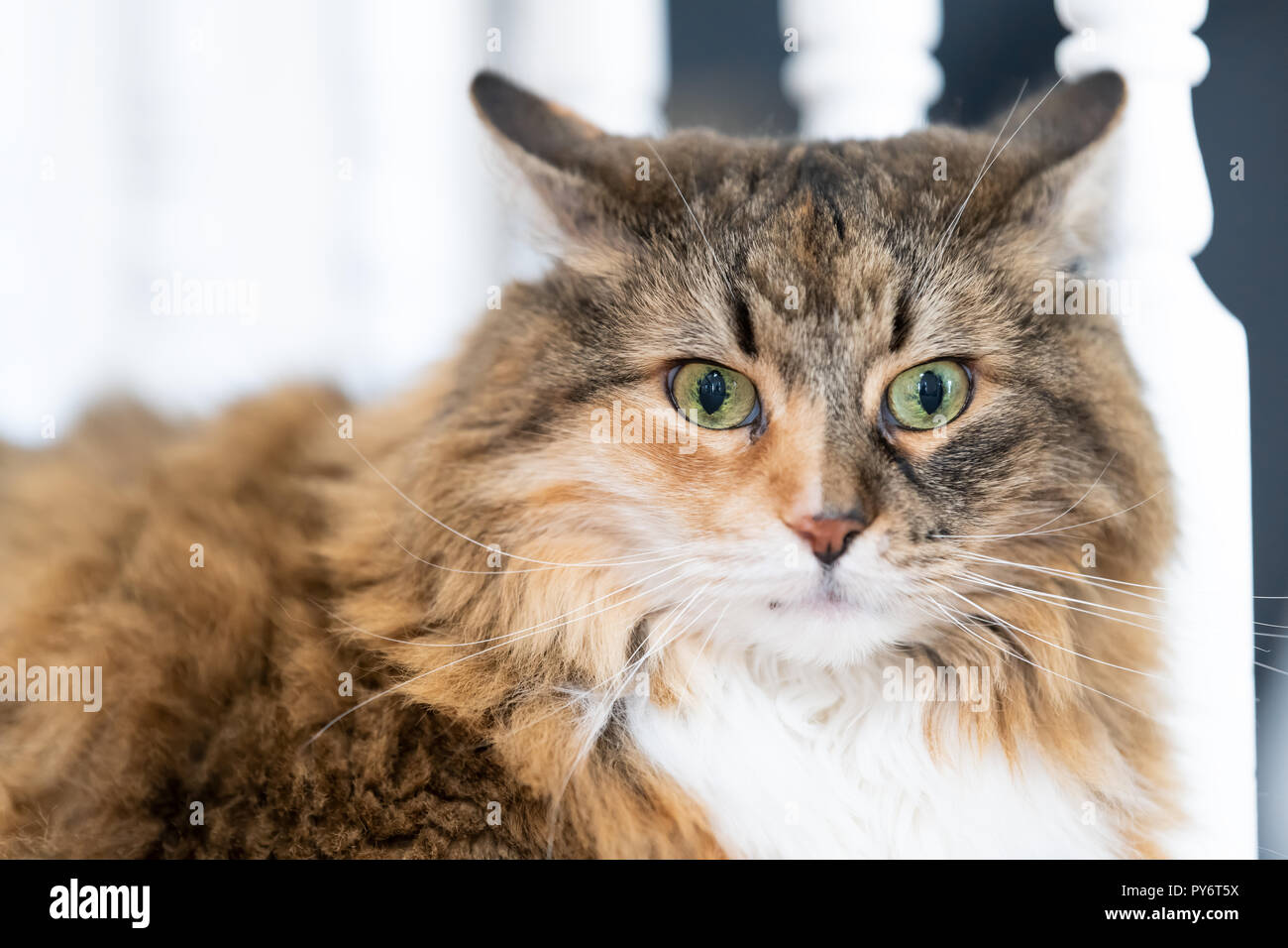 Closeup portrait of funny, scared maine coon cat head with open large ...