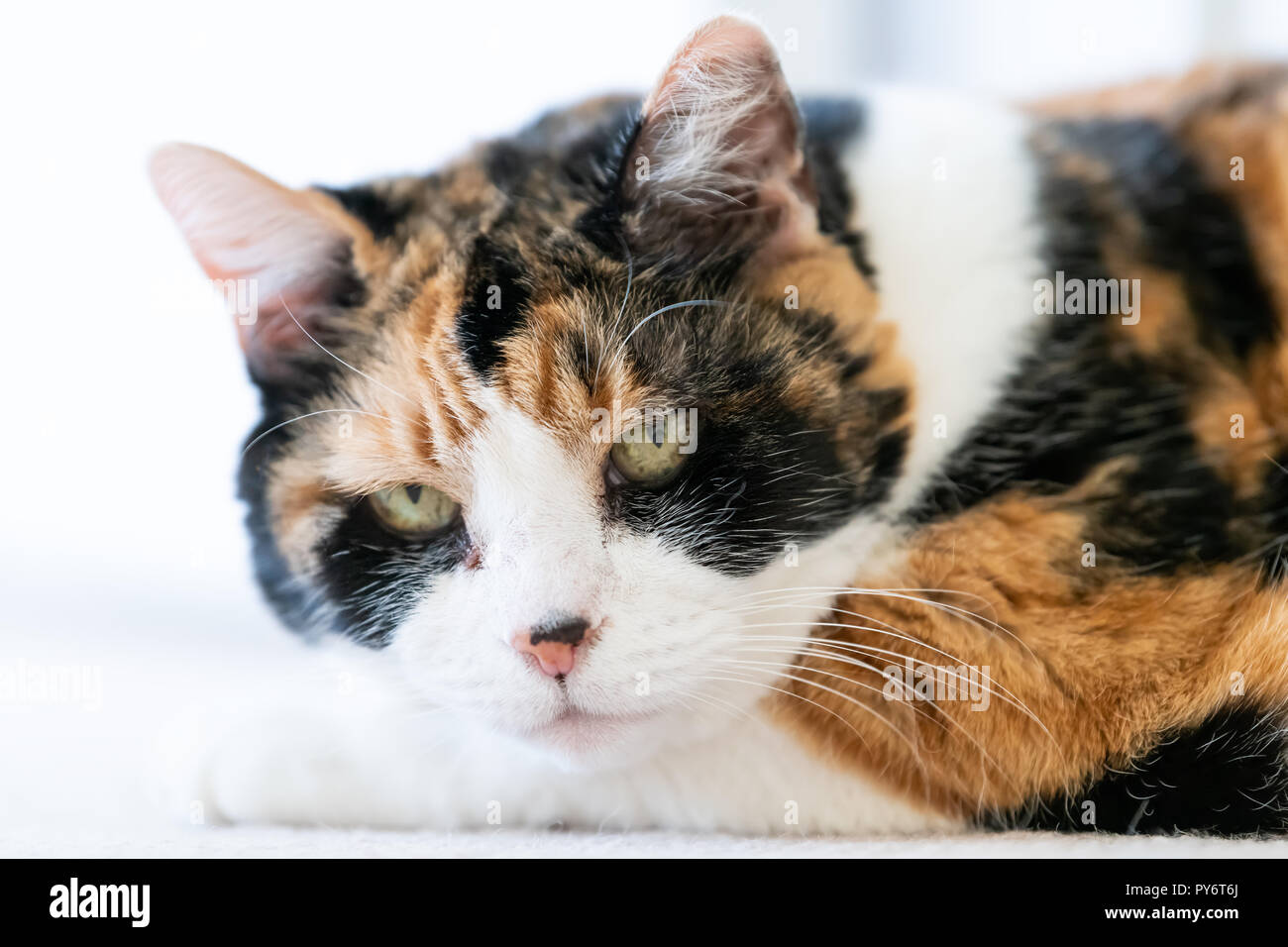 Closeup portrait of angry calico cat face with head over one paw on ...