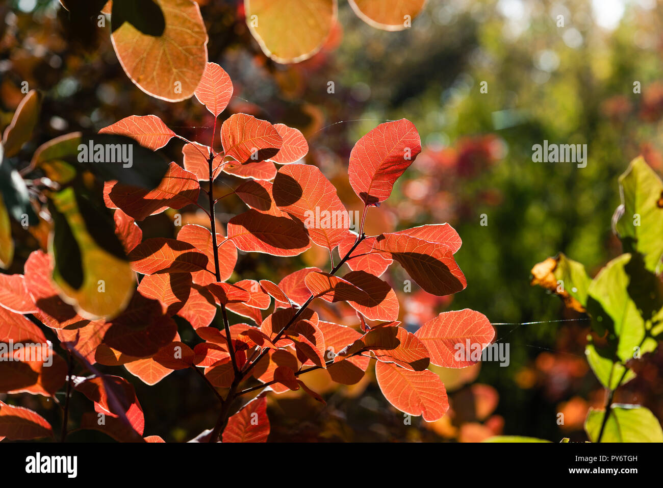 Hard autumn light hi-res stock photography and images - Alamy