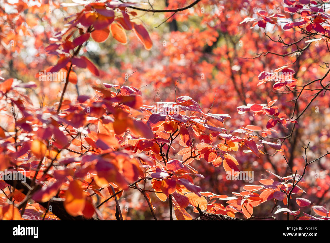 Background photo of red orange autumn leaves Stock Photo - Alamy