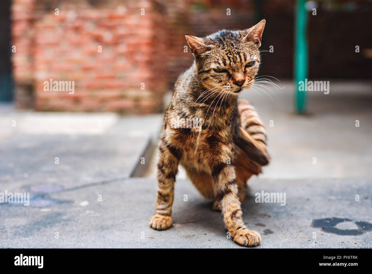 the street homeless cat scratching himself in the yard of the monastery ...
