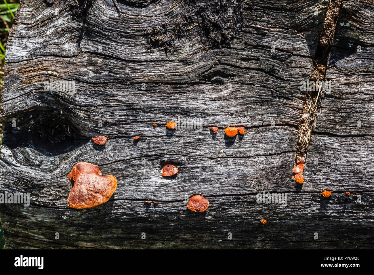 Wood cortex hi-res stock photography and images - Alamy
