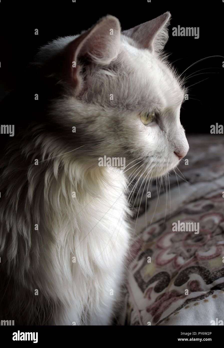 White Cat Looking Around Stock Photo - Alamy