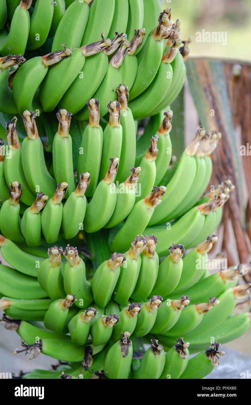 a large ripe of green raw bananas Stock Photo - Alamy