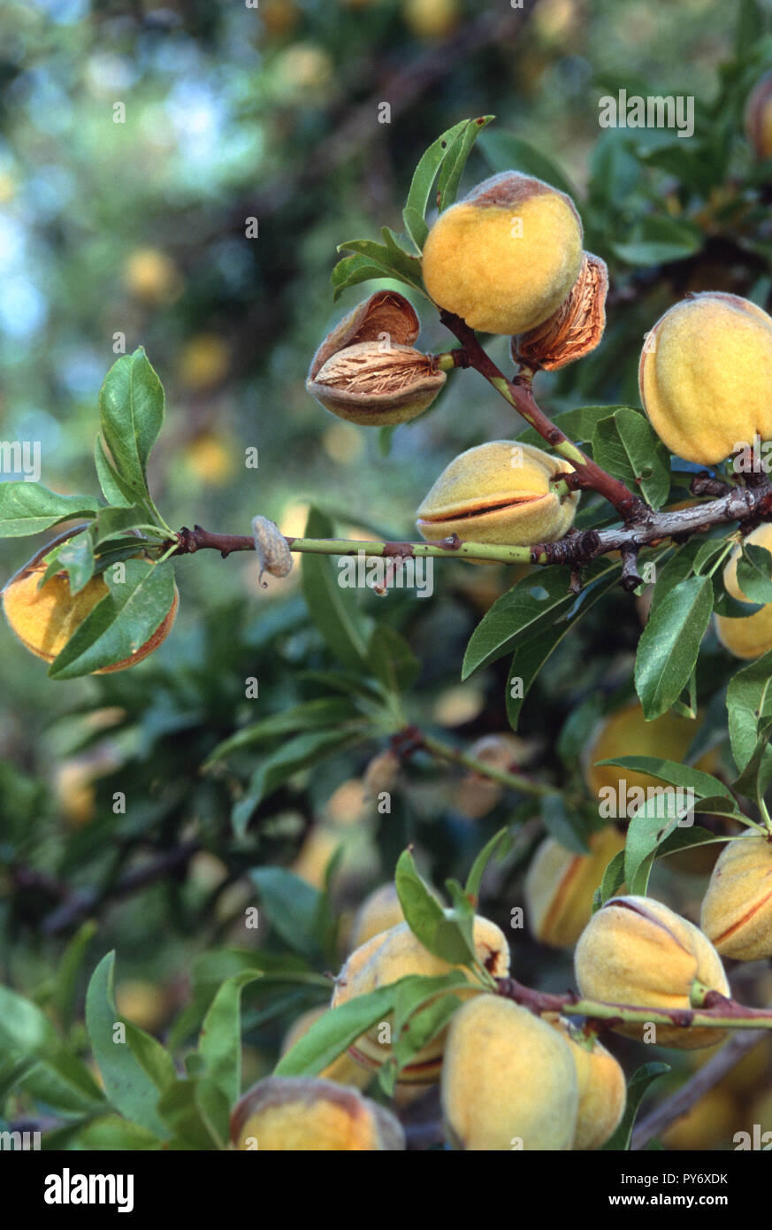 Almond tree in San Joaquin Valley, California, USA Stock Photo - Alamy
