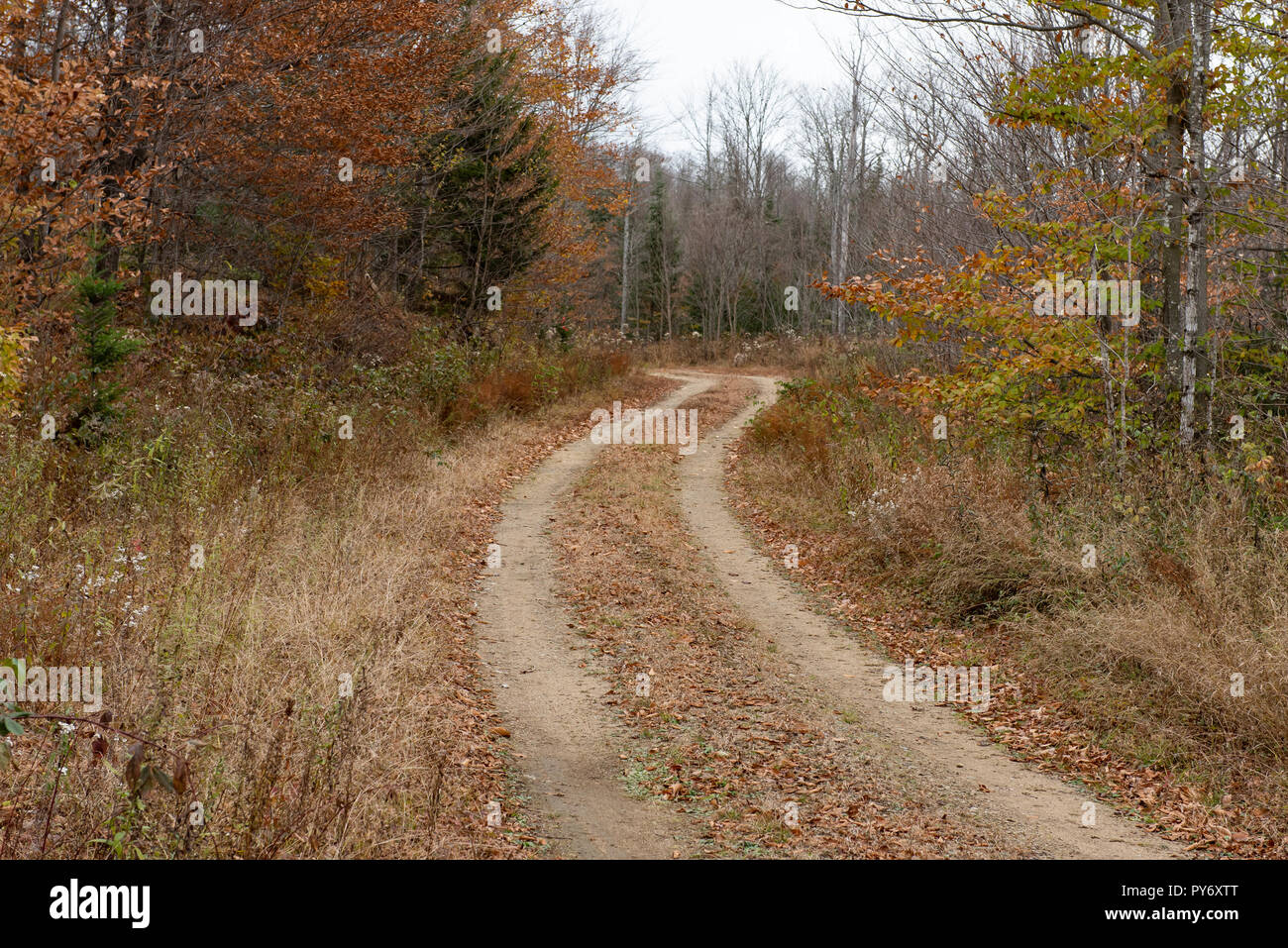Colorful Adirondack NY USA fall foliage along a dirt road through the ...