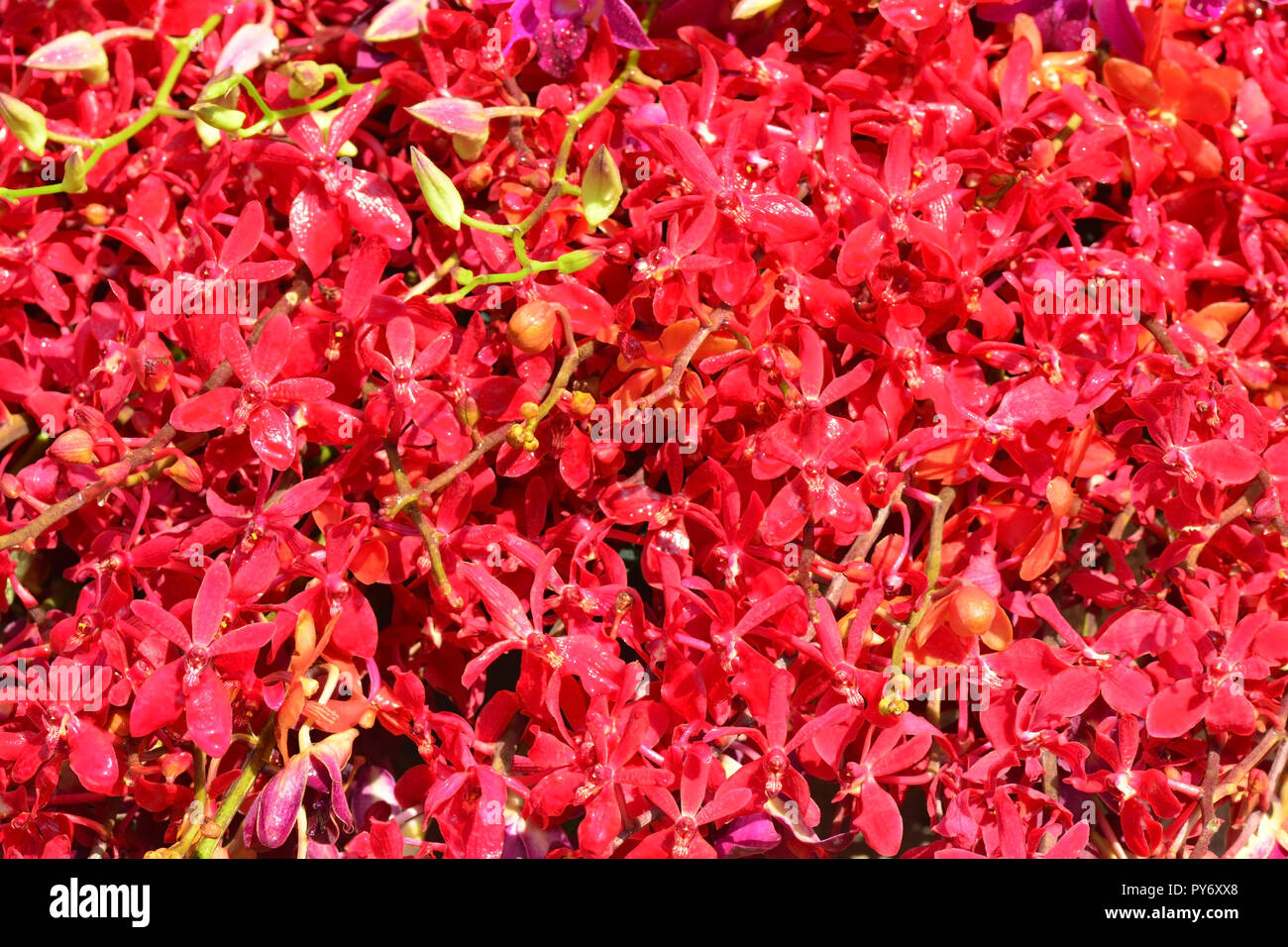 Beautiful Red orchid background, pompadour orchid background Stock ...