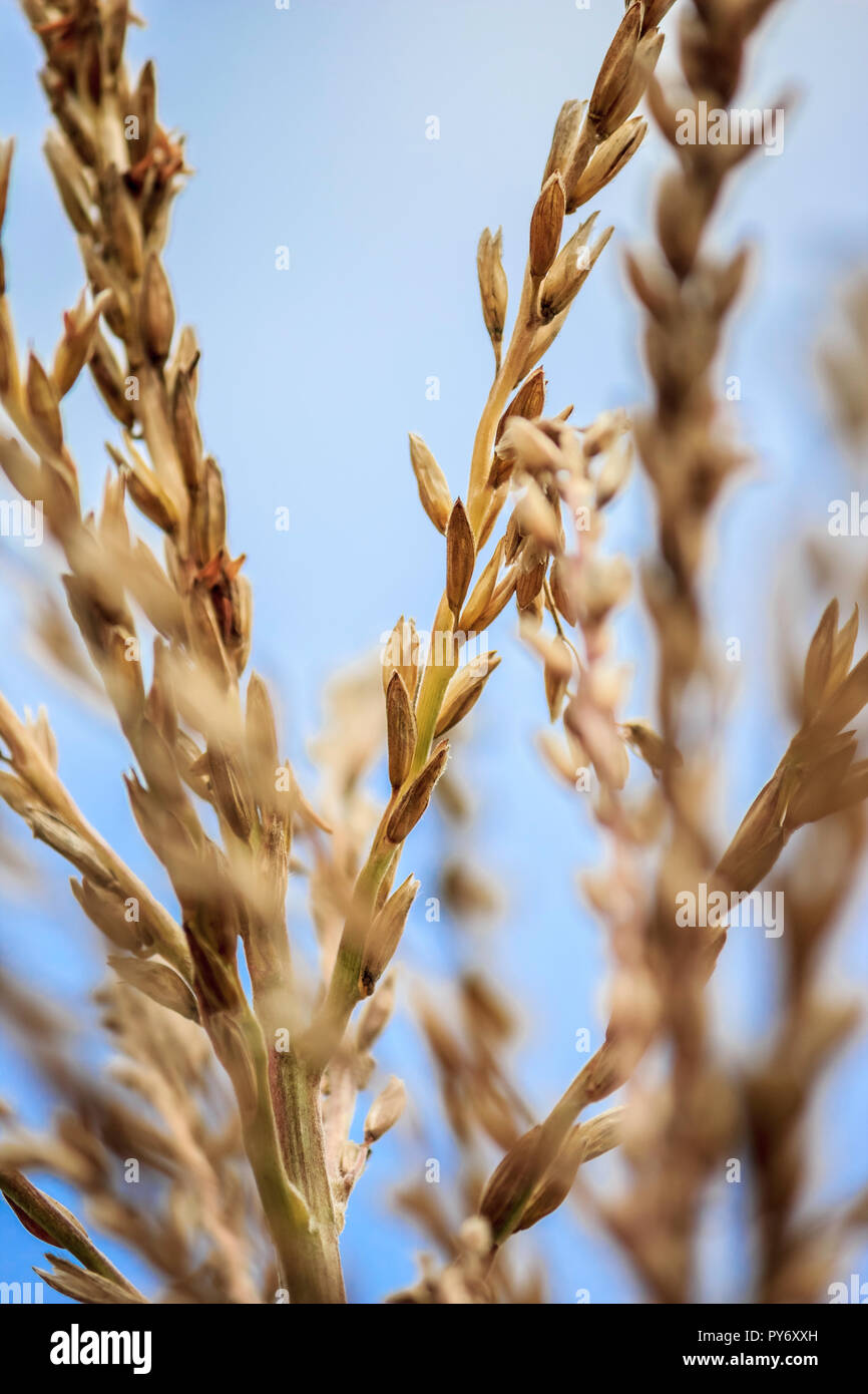 A closeup of the seed still hanging on its wheat branch before being ...