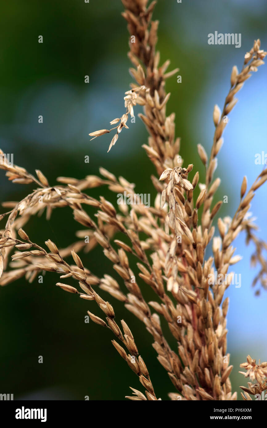 A closeup of the seed still hanging on its wheat branch before being ...