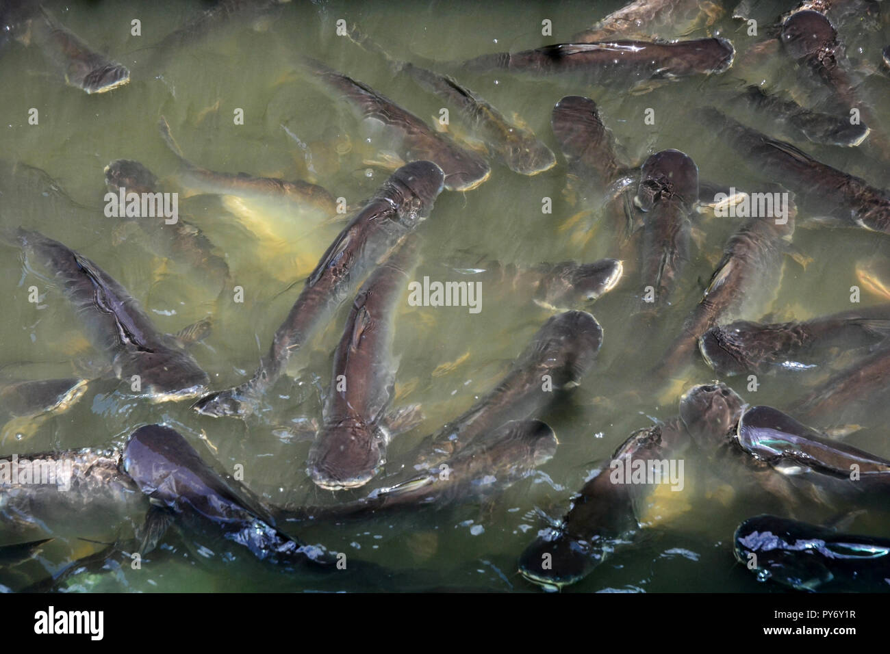 Iridescent Shark Full Size