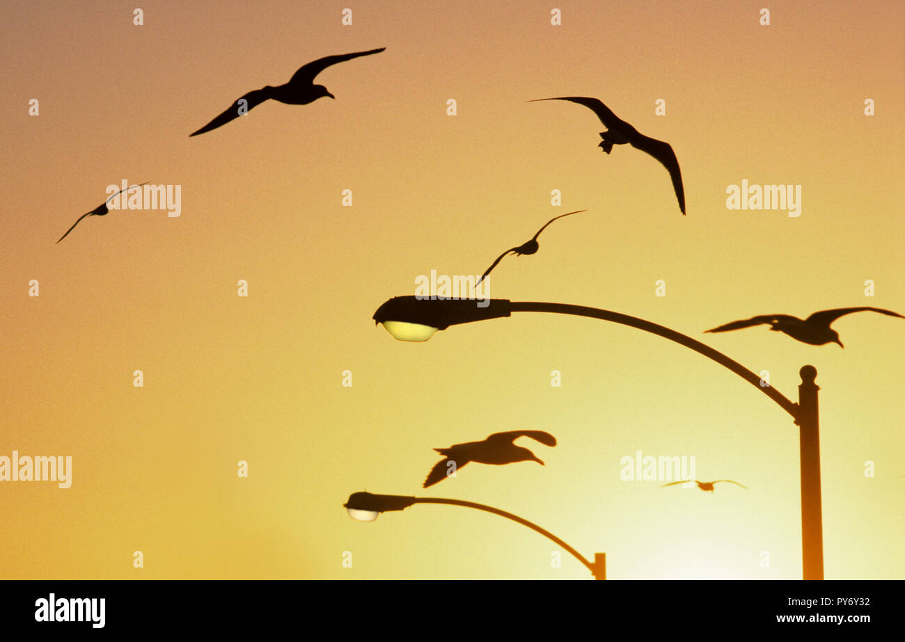 Seagulls in flight hi-res stock photography and images - Alamy