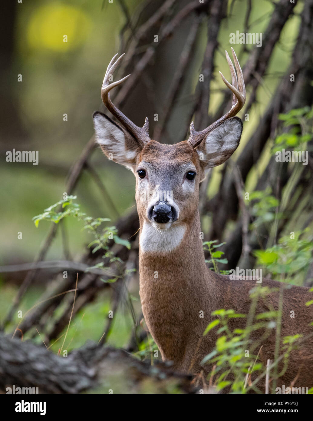 White Tailed Deer Stock Photo - Alamy