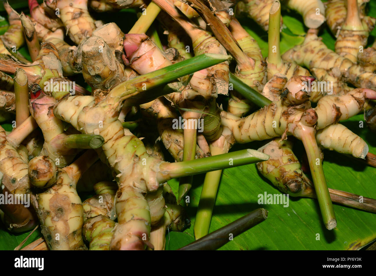 Fresh young gingers as the background Stock Photo - Alamy