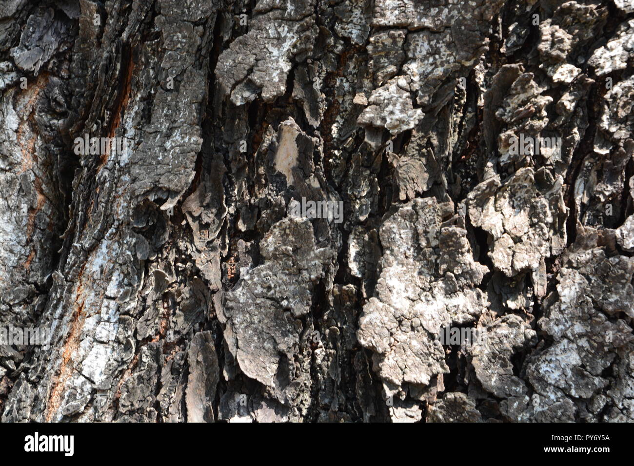 the tree side view of old wood texture in forest. Can be used as ...