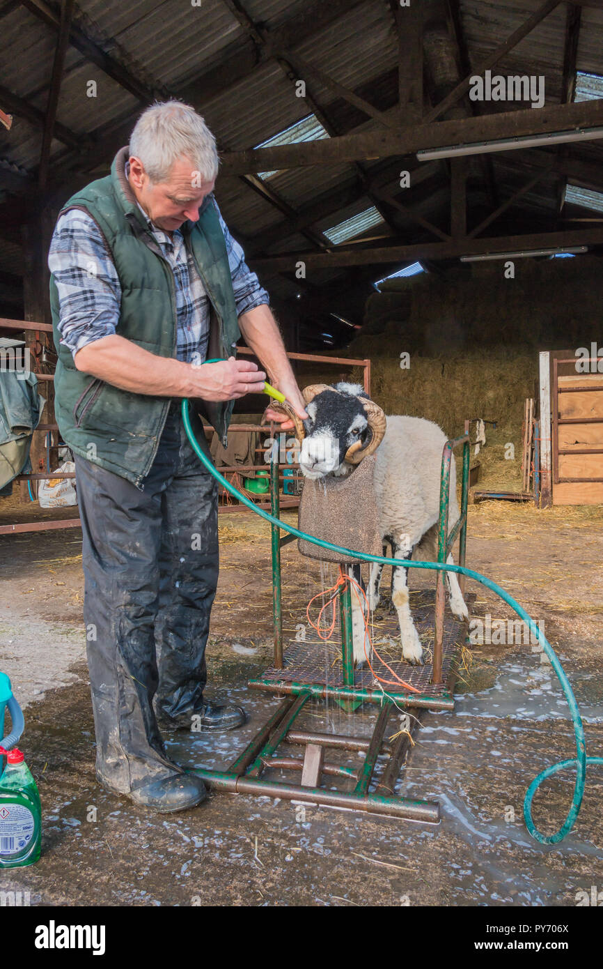 Sheep washing hi-res stock photography and images - Alamy