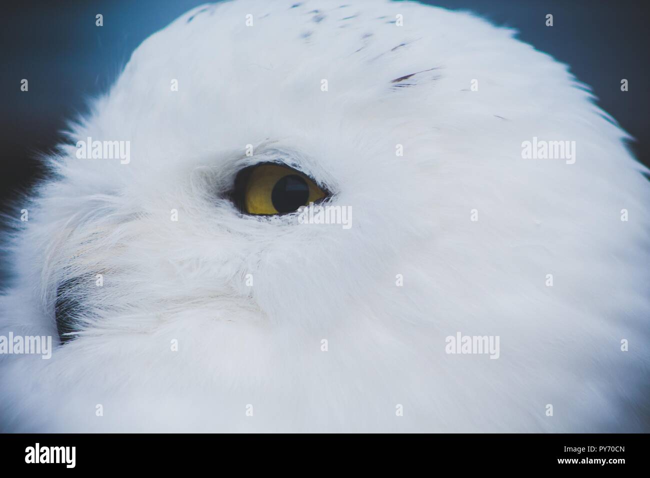 A beautiful bird giving birth to an owl with white feathers with large ...