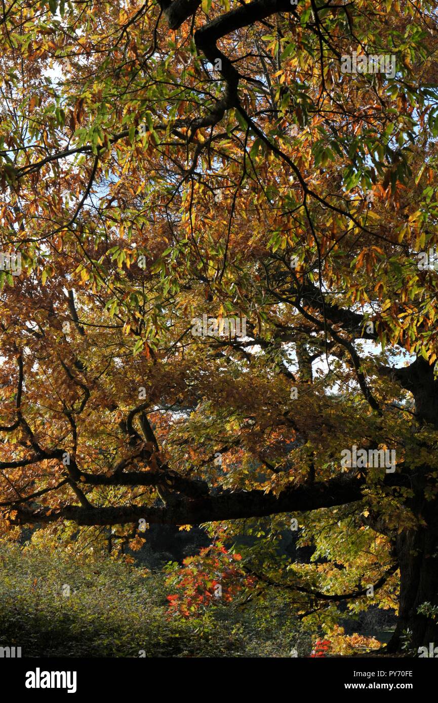 Glorious autumn colours Stock Photo - Alamy