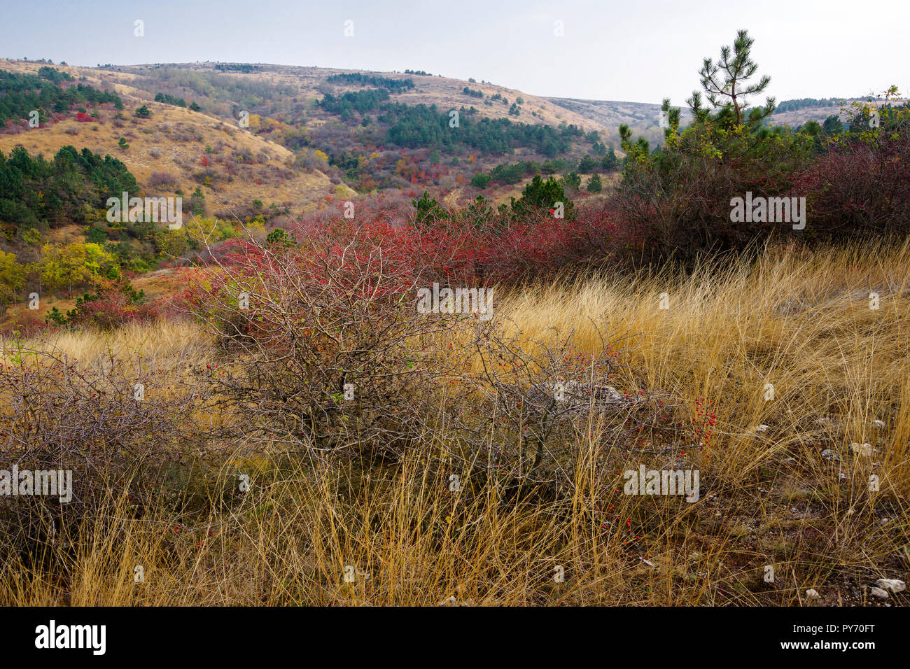 Autumn countryside landscape and nature reserve of Mouth of Dobrogea ...