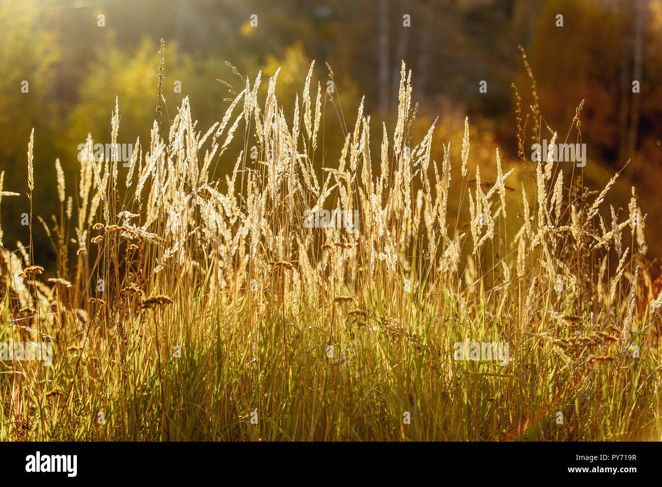 The golden spikes hi-res stock photography and images - Alamy
