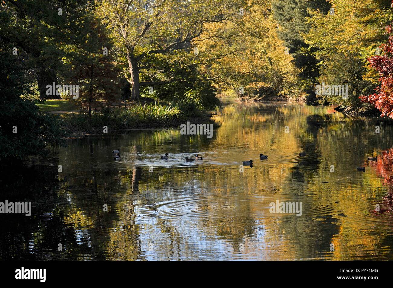 Glorious autumn colours Stock Photo - Alamy