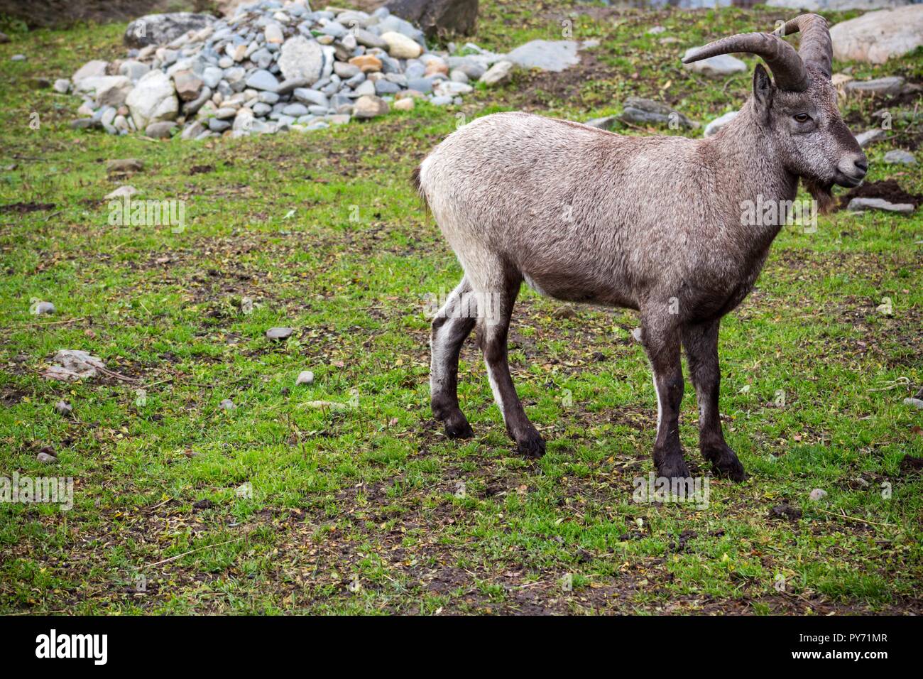 Twisted horns hi-res stock photography and images - Alamy
