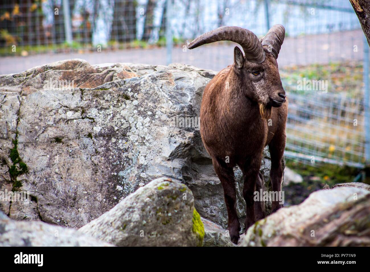 Twisted horns hi-res stock photography and images - Alamy