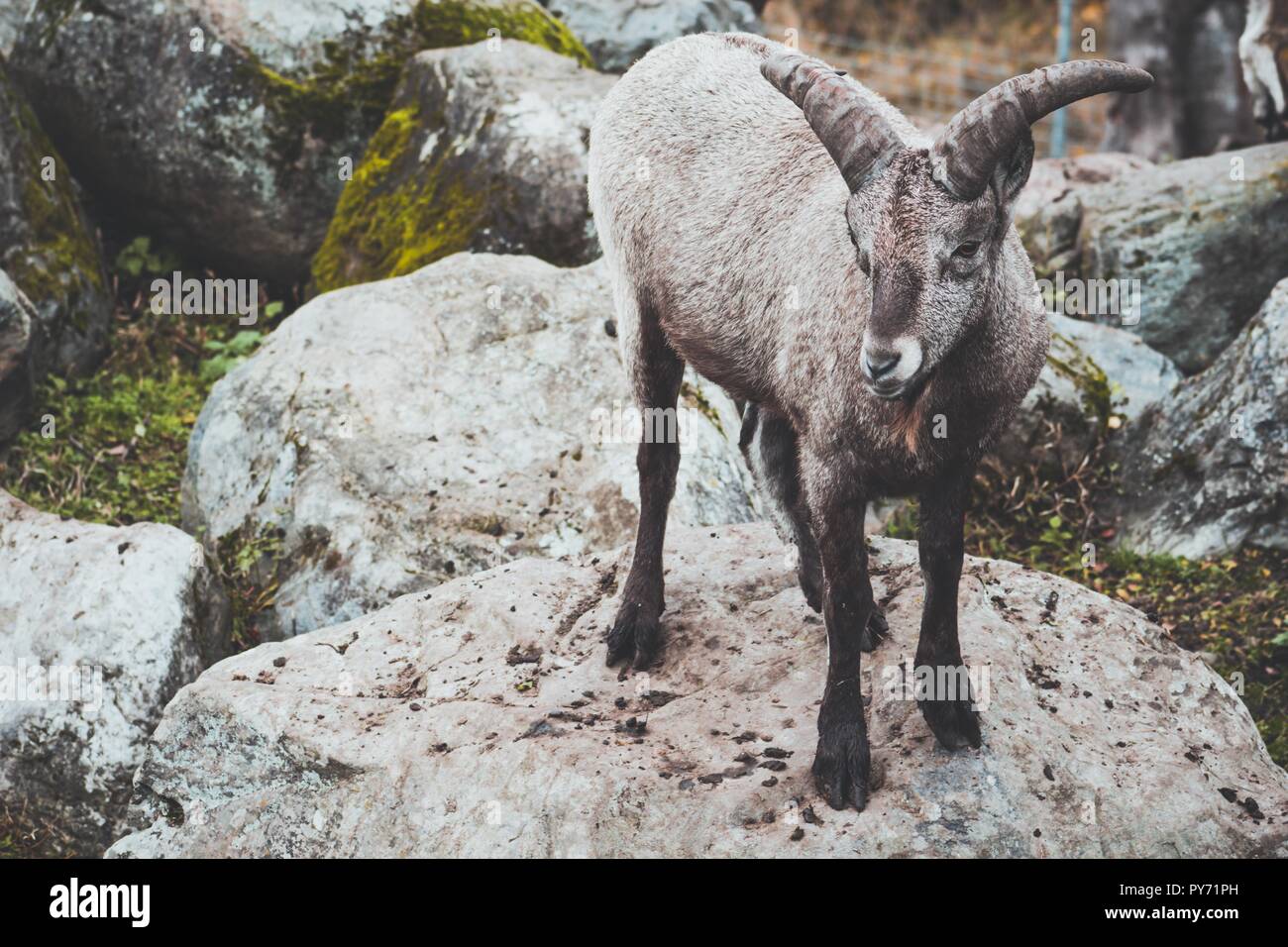 A beautiful ram with twisted horns stands on a rocky surface among the ...