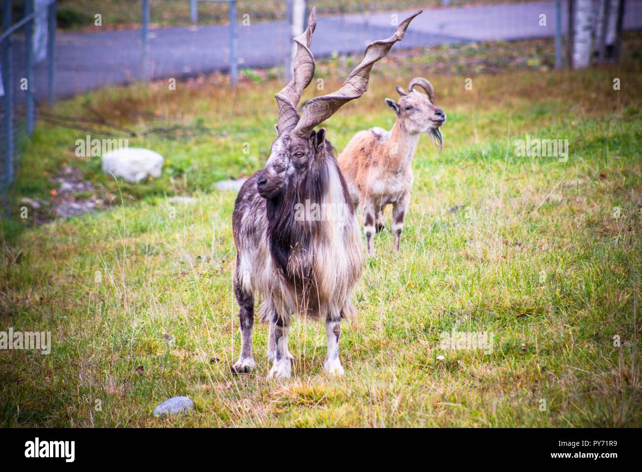 Twisted Horns Stock Photos & Twisted Horns Stock Images - Alamy