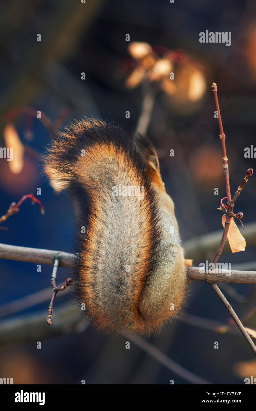 portrait of animal red squirrel rear view of chic fluffy tail ...