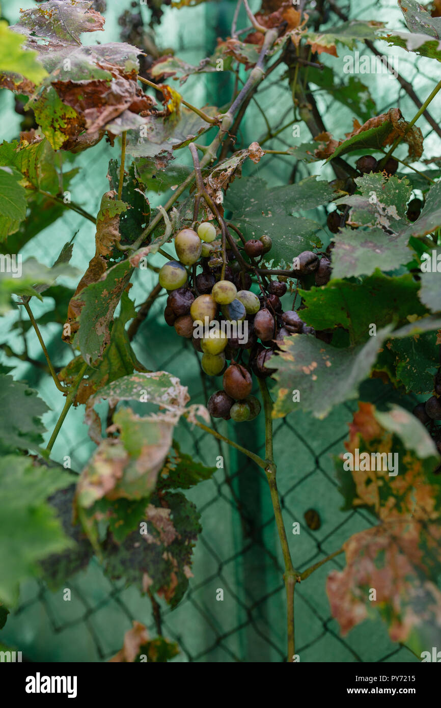 Drying grapes on the fence in the south of Europe Stock Photo - Alamy
