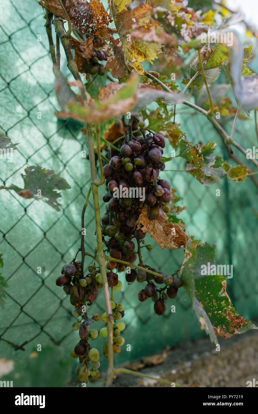 Drying grapes on the fence in the south of Europe Stock Photo - Alamy