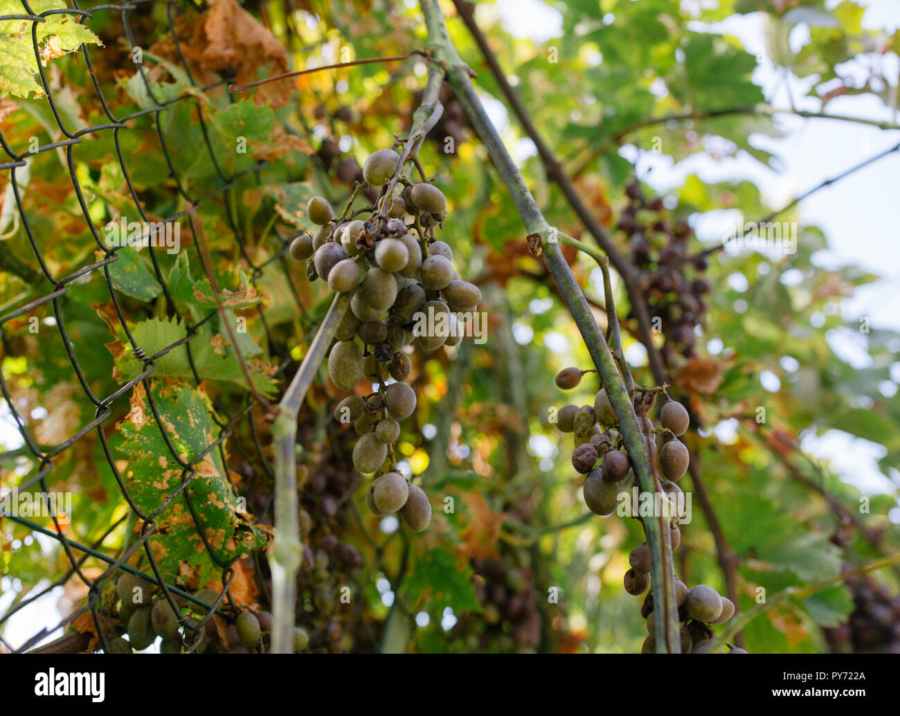 Drying grapes on the fence in the south of Europe Stock Photo - Alamy