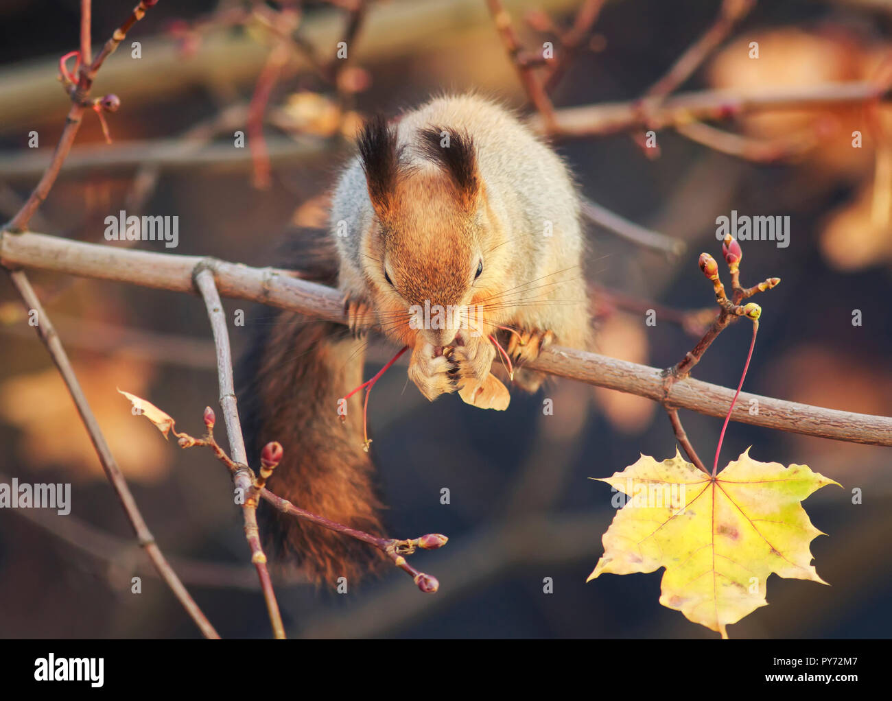 Fur seeds hi-res stock photography and images - Alamy