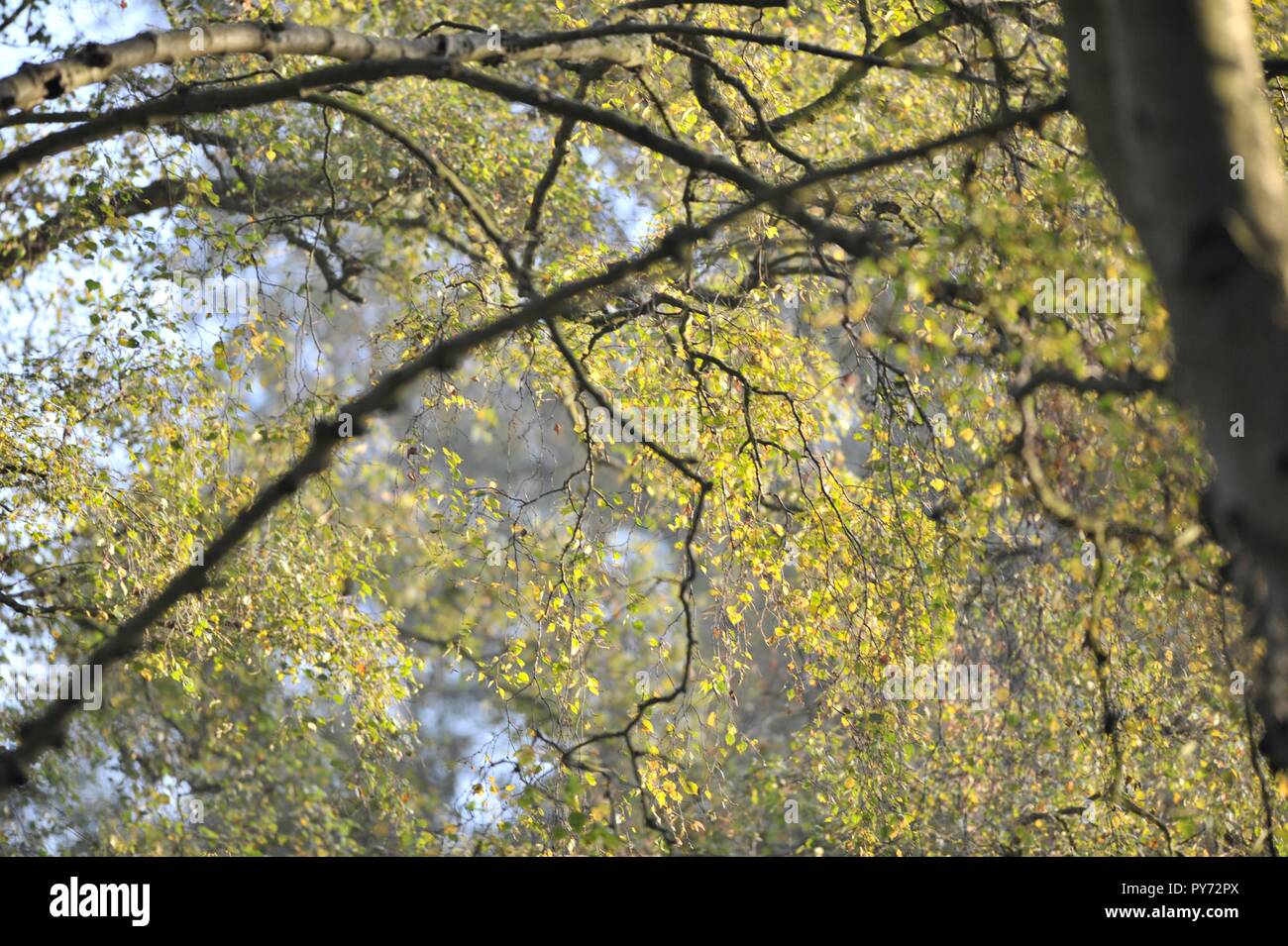 Glorious autumn colours Stock Photo - Alamy
