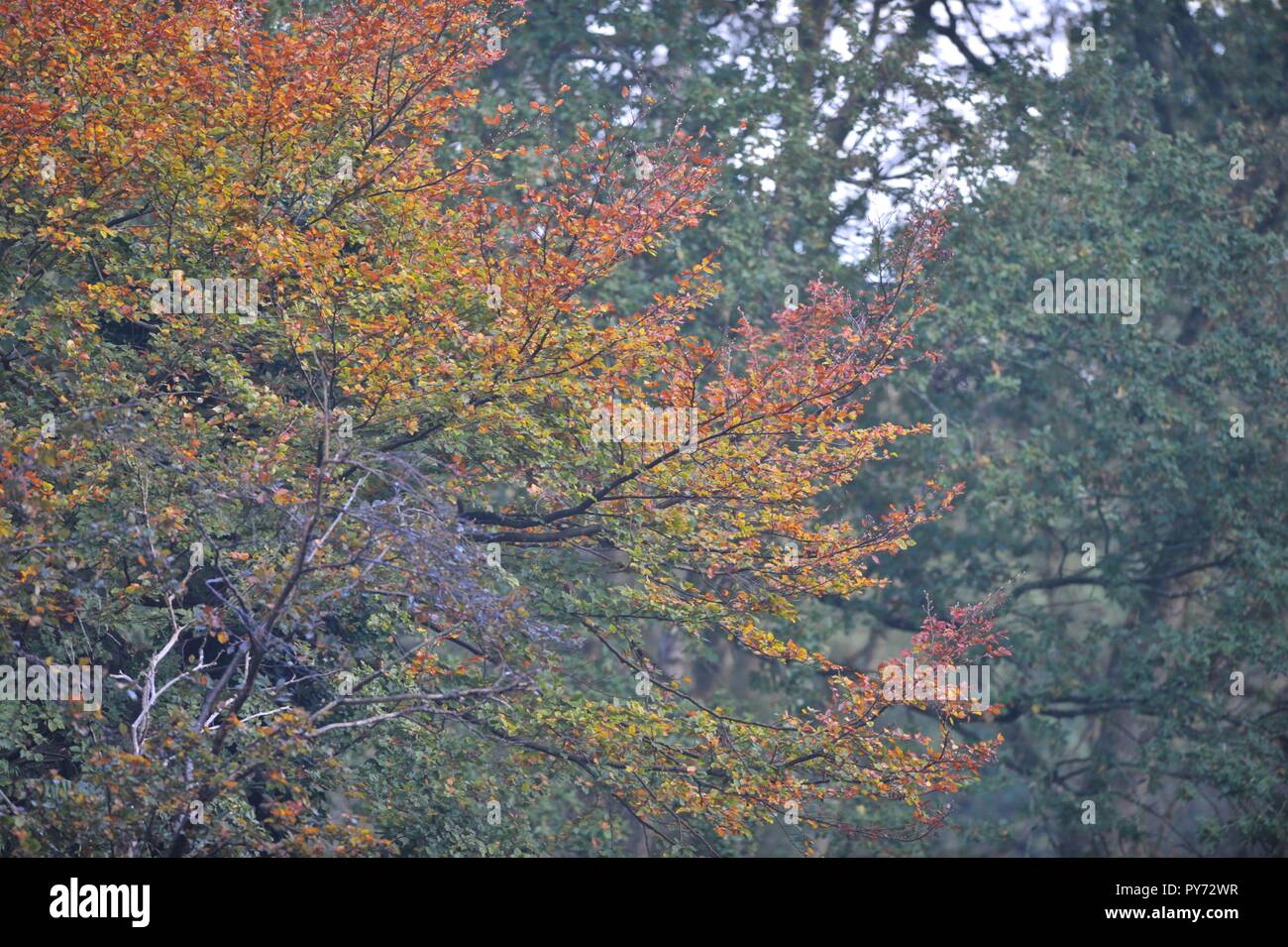 Glorious autumn colours Stock Photo - Alamy