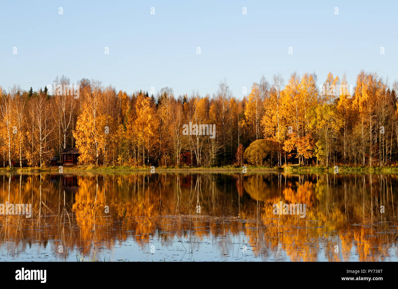 Yellow birch hi-res stock photography and images - Alamy