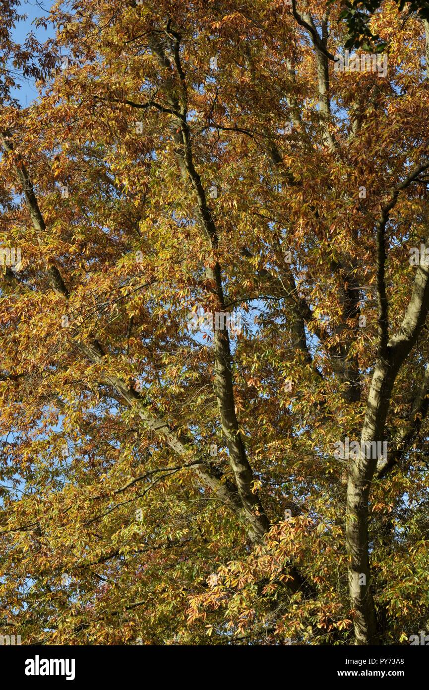 Glorious autumn colours Stock Photo - Alamy