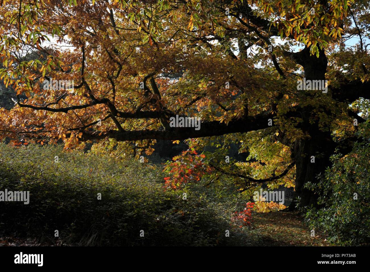 Glorious autumn colours Stock Photo - Alamy