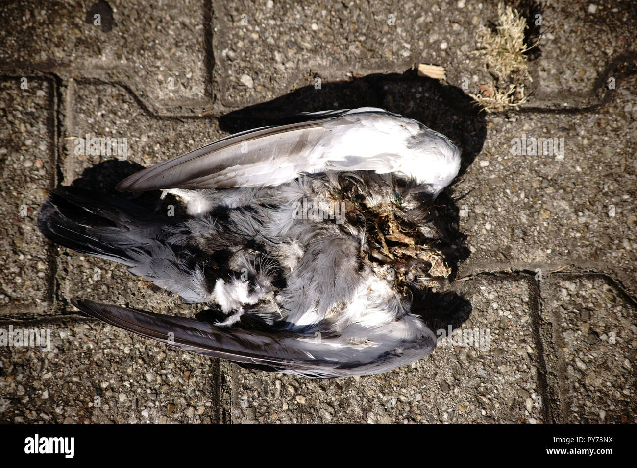 The top view of a dead dove were flies sitting on it Stock Photo - Alamy