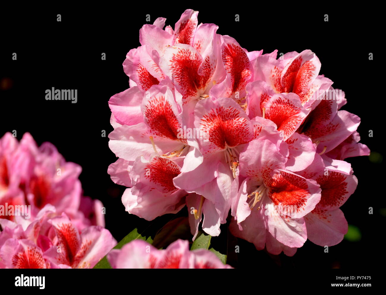 A pink rhododendron in front of a black background. Dramatic color ...