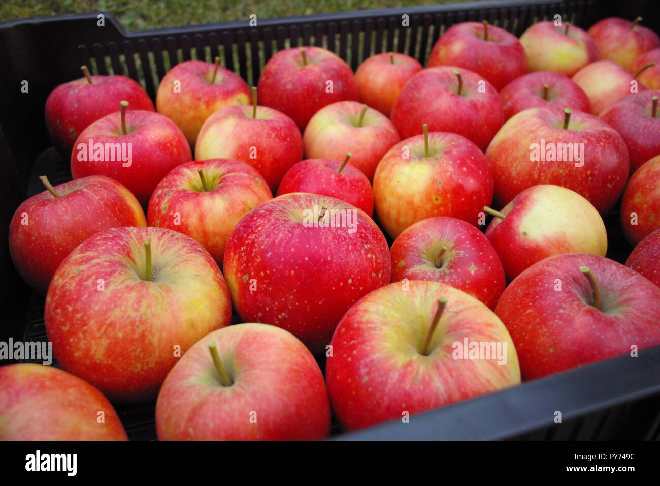 Organic Red apple after the harvest Stock Photo - Alamy
