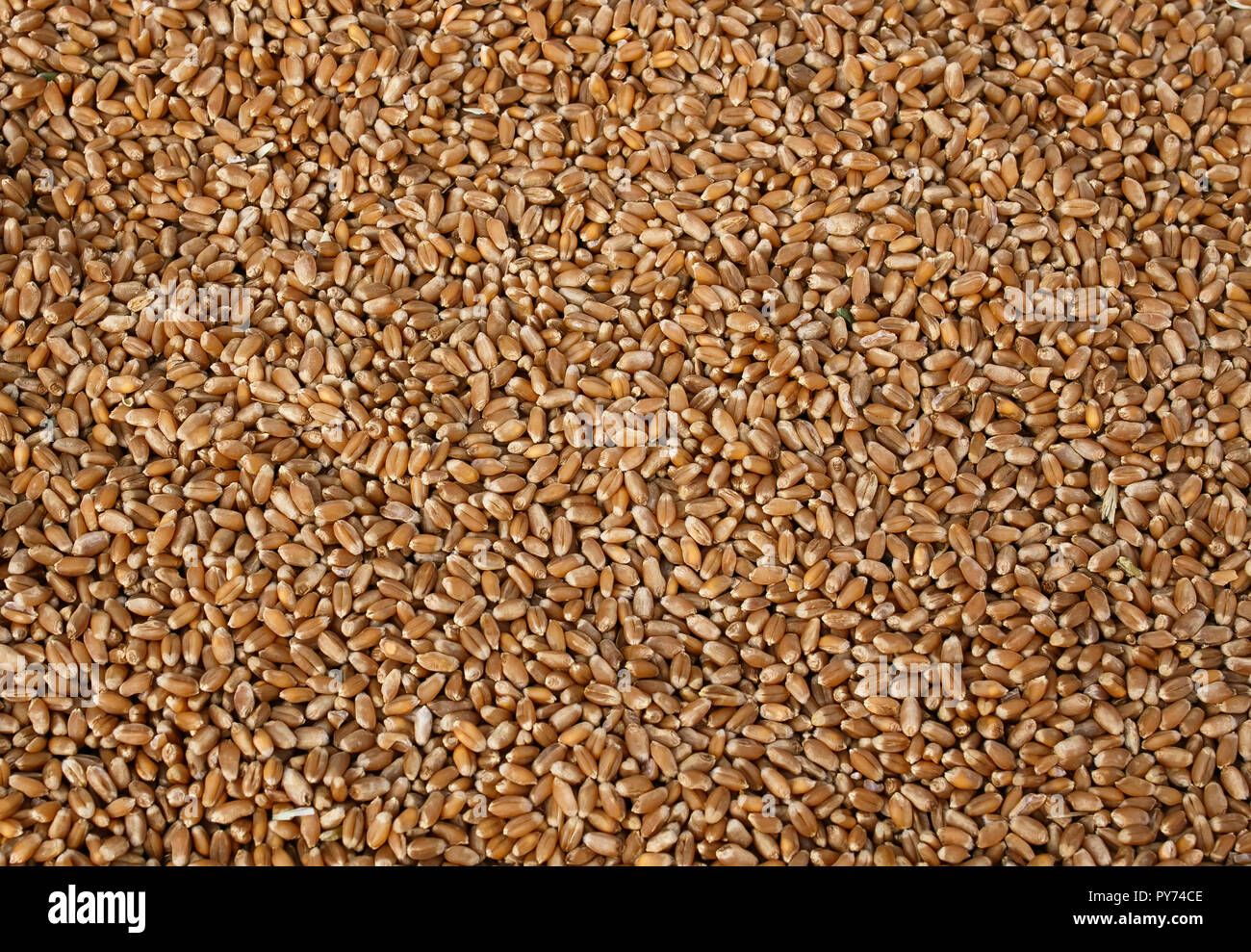 natural background with many Golden grains of wheat Stock Photo - Alamy