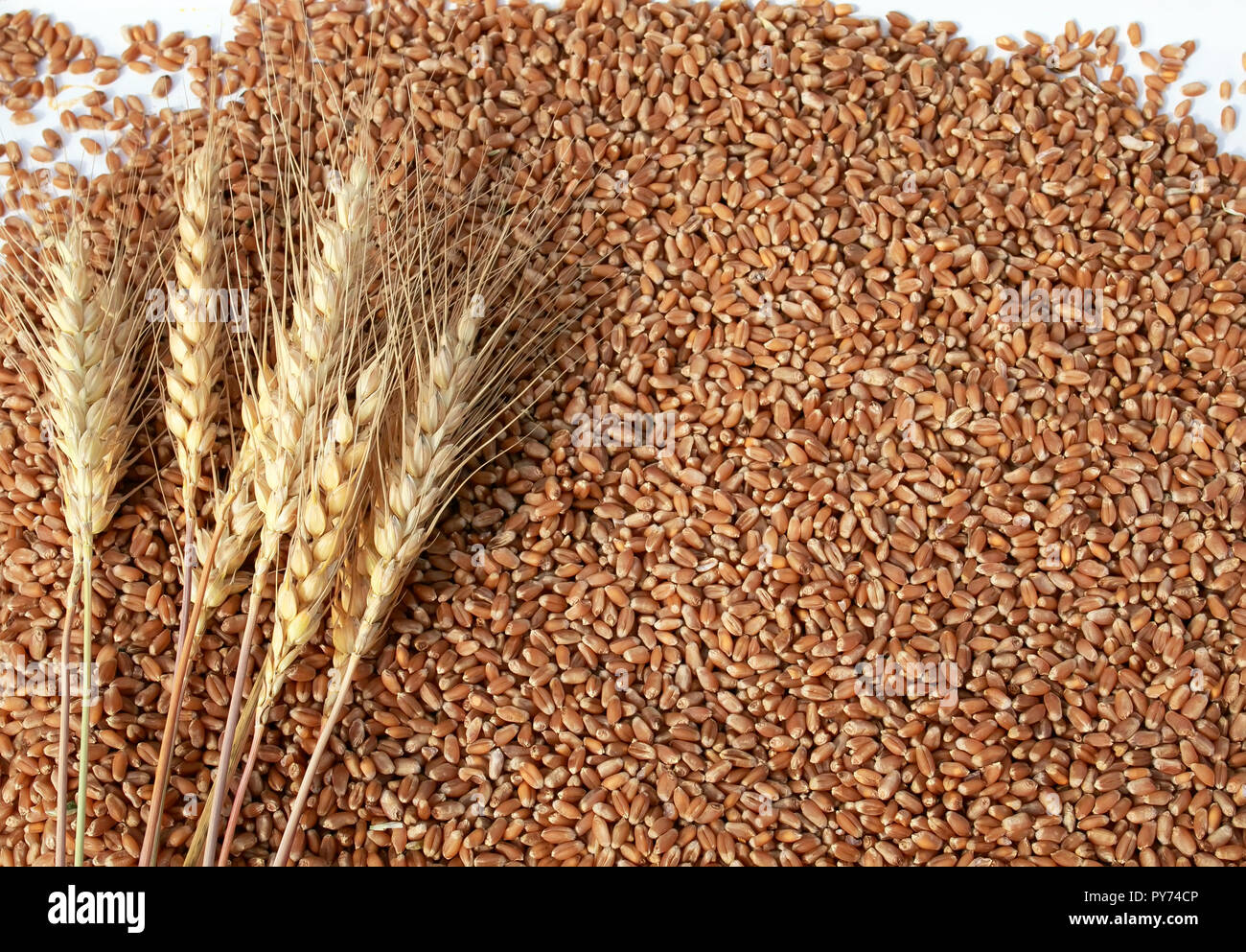 natural background with many Golden grains of wheat and ears Stock ...