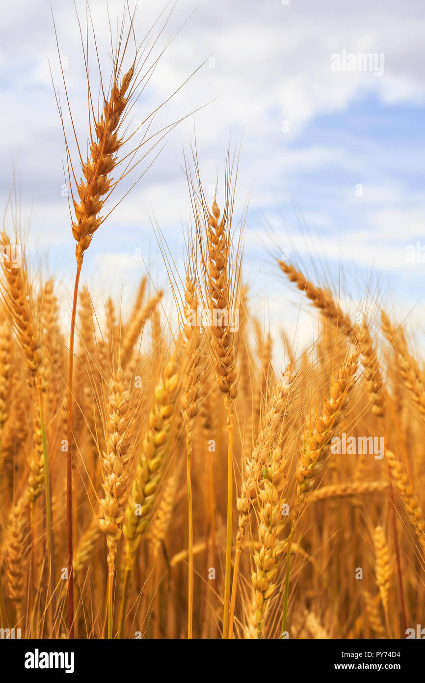 Yielding hi-res stock photography and images - Alamy