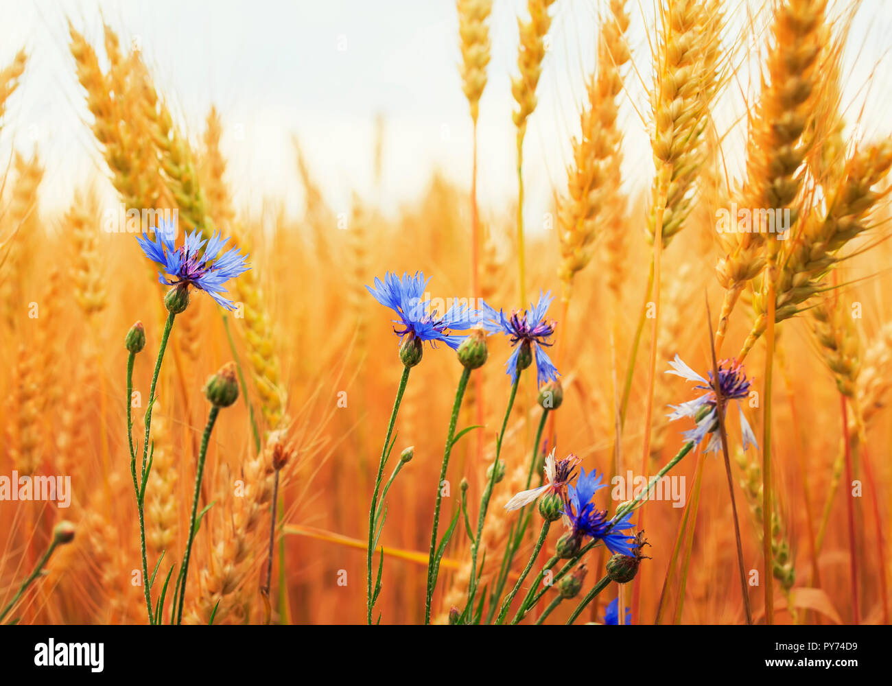 nature background with blue cornflowers wild flowers growing on a field ...