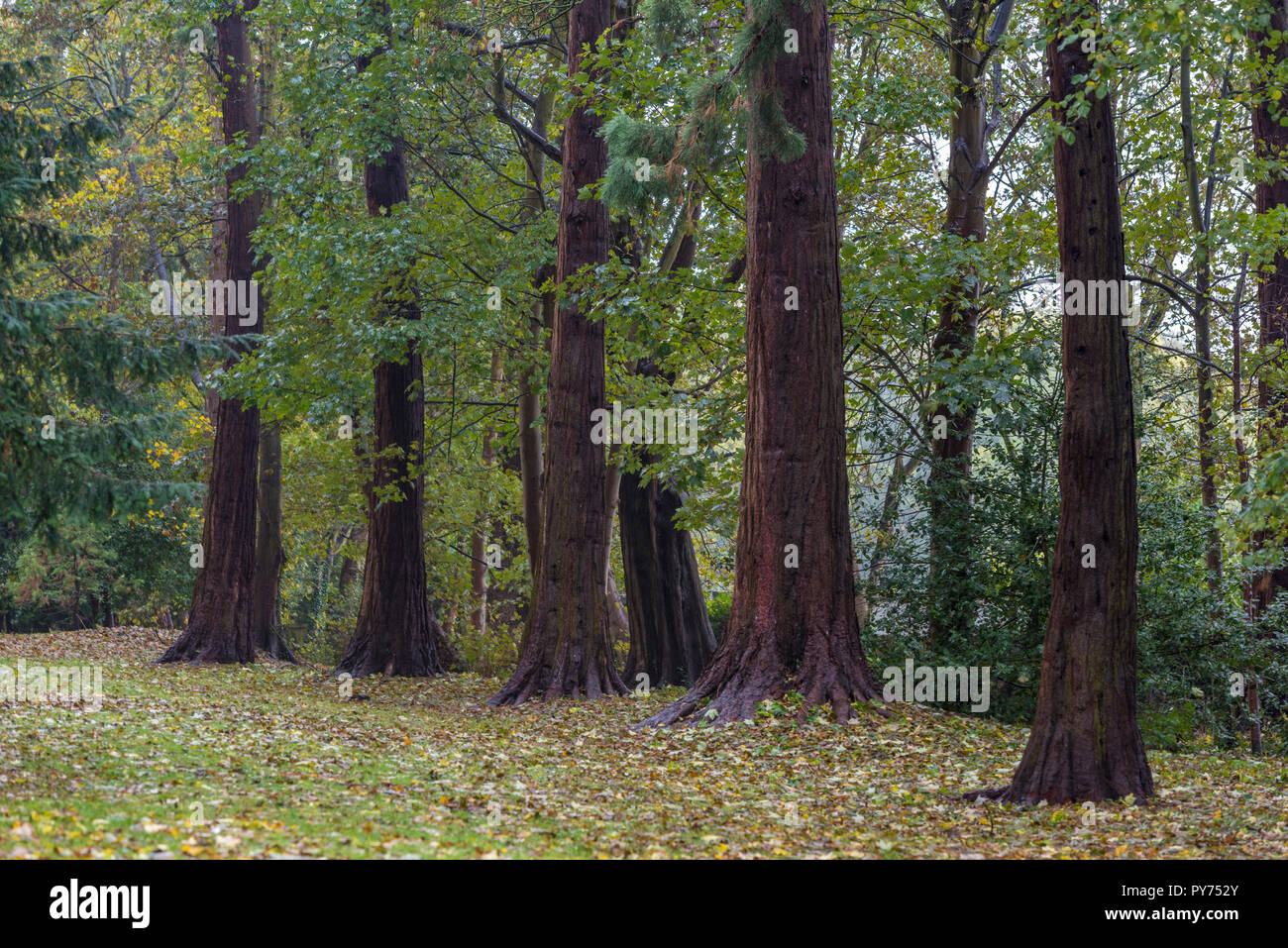 a row of trees forming a line or pattern in an autumnal scene and ...