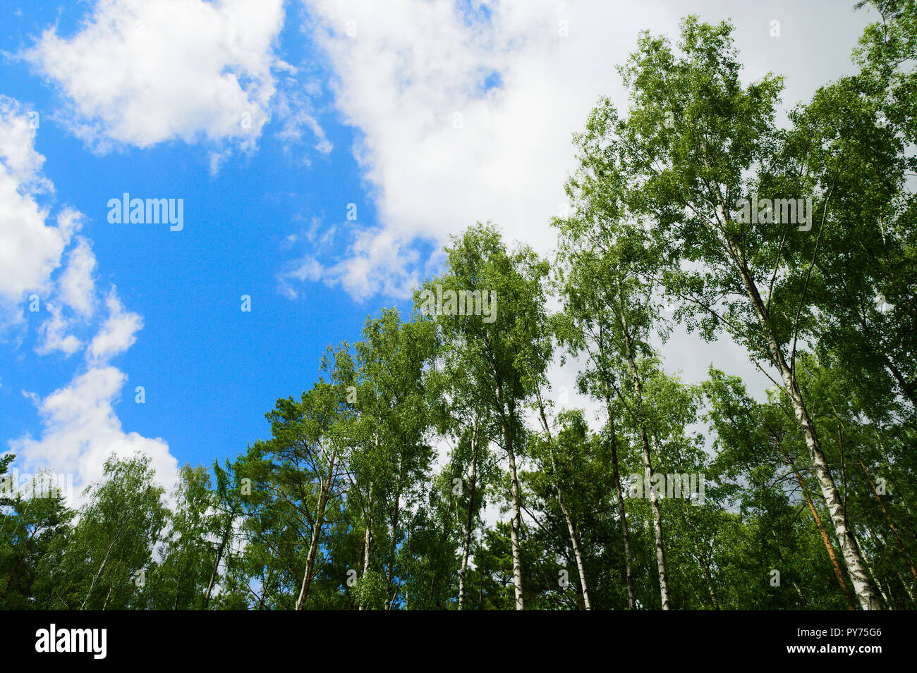 Birch Betula tree crowns against sky. Group of tall birch trees growing ...