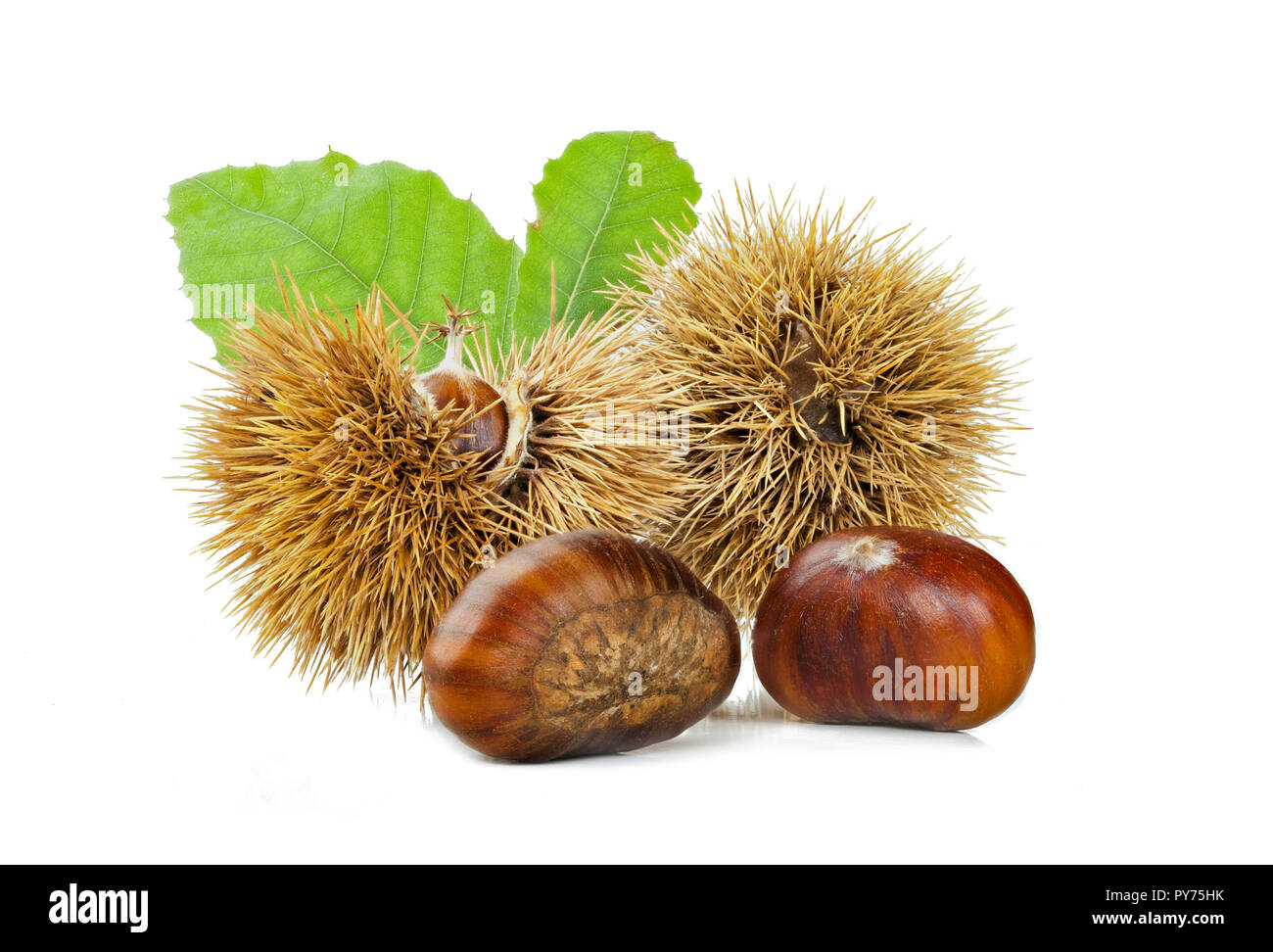 Chestnuts and chestnut bur isolated on white background Stock Photo - Alamy