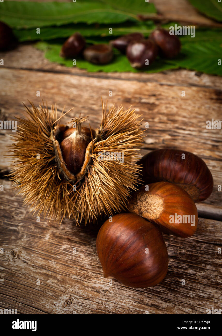 Chestnut Bur High Resolution Stock Photography and Images - Alamy